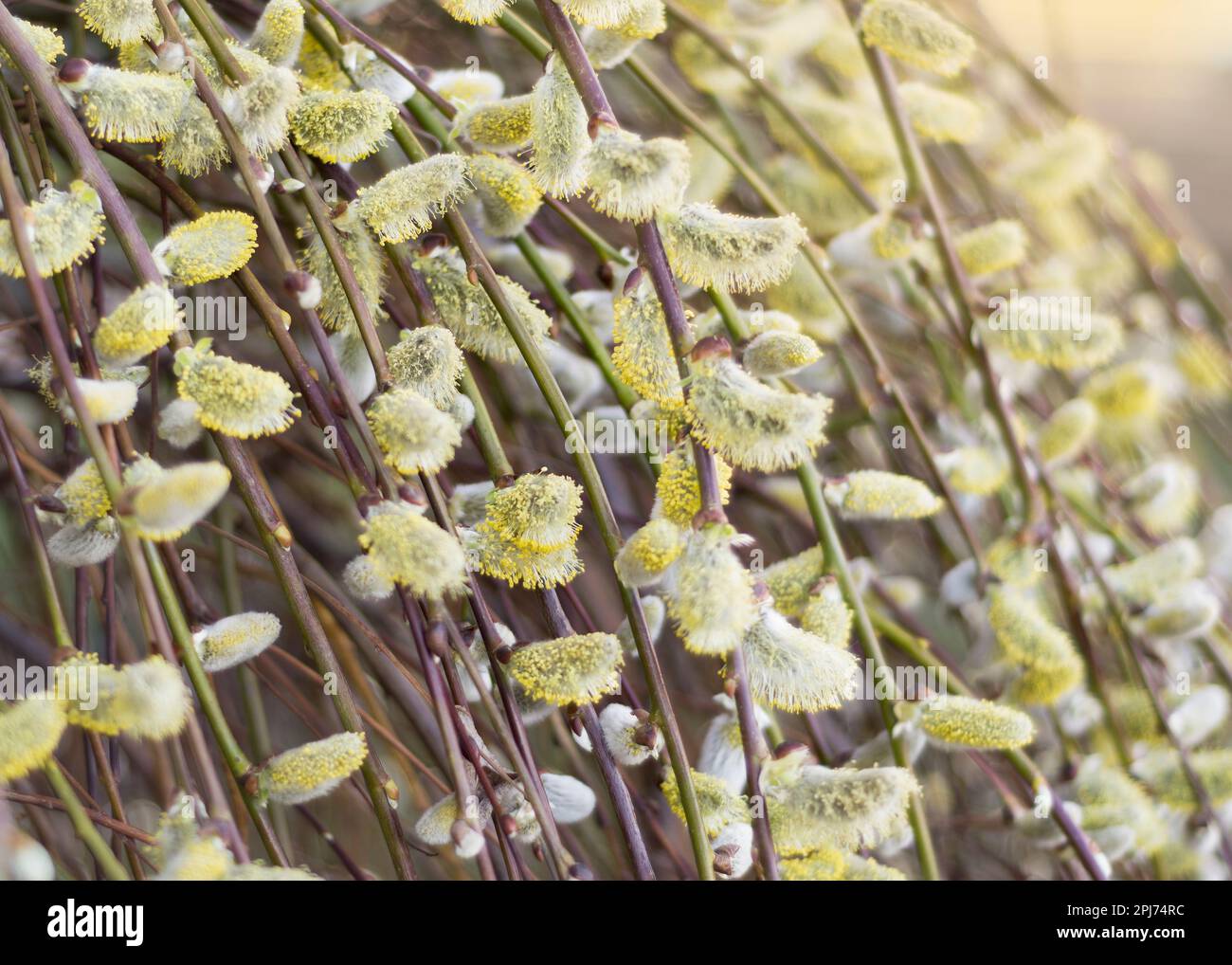 Easter or Spring background with flowering willow branches Stock Photo ...