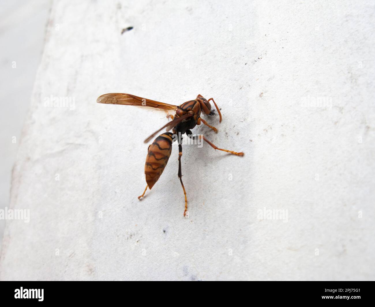 Large wasp (possibly Rothney's Paper wasp / Umbrella Paper wasp) flying ...