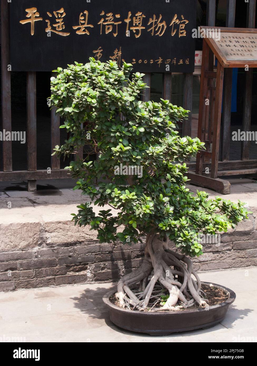 Miniature tree in a pot at Pingyao County Government Museum in Pingyao ...