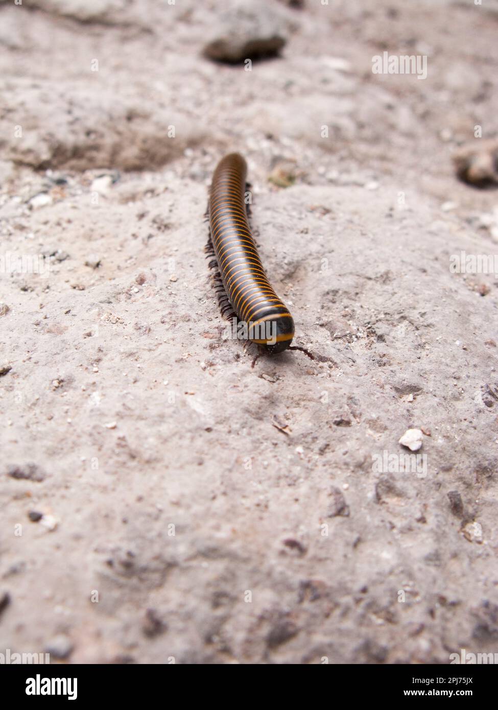 Class Diplopoda Examples