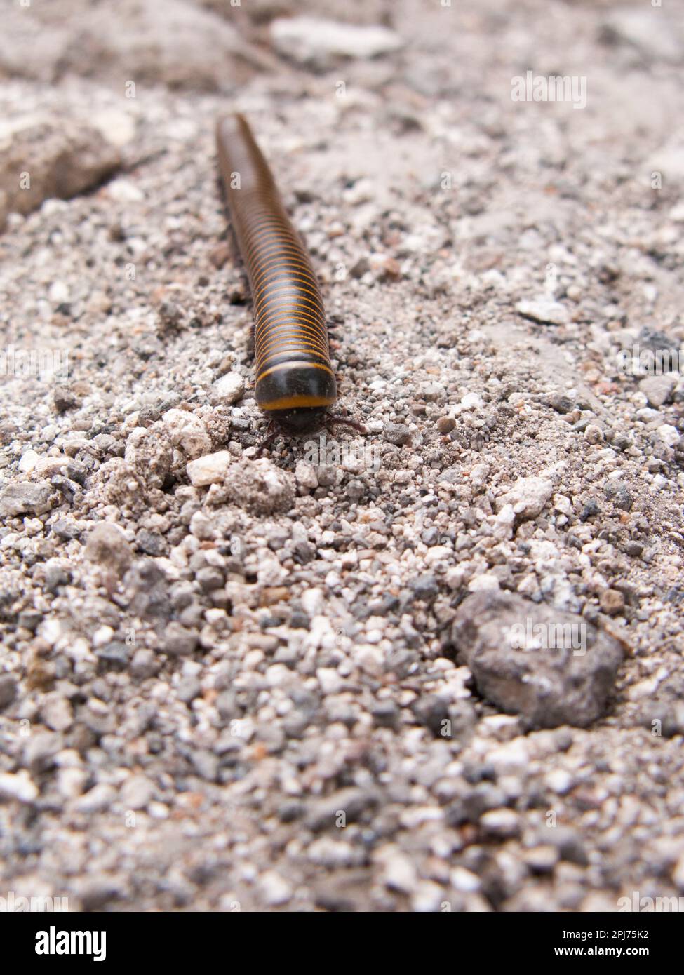 Millipede walking on the Great Wall of China. Spirobolida is an order ...