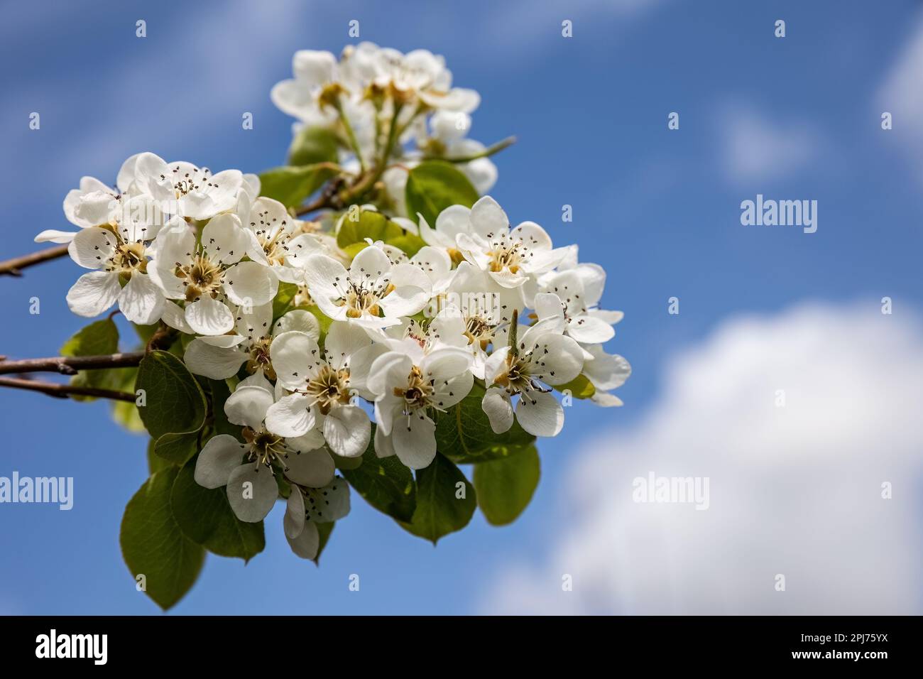 Pyrus communis or common pear tree white flowers on blue sky background ...