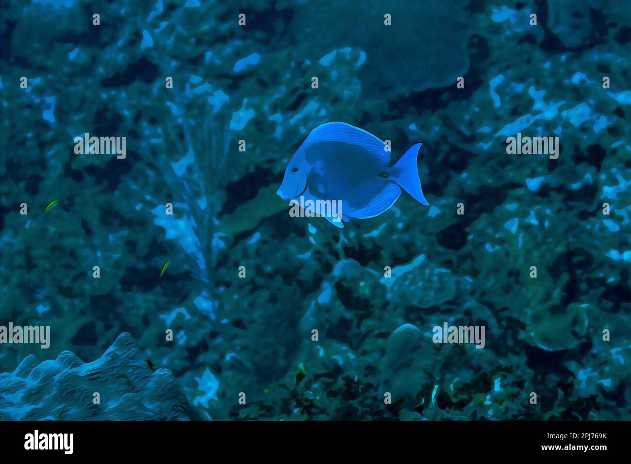 Digitally created watercolor painting of Blue tang surgeonfish ...