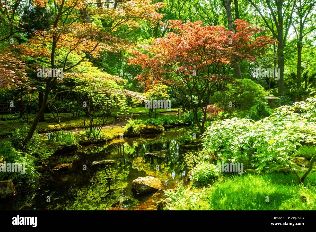 ornate pond with Japanese maple trees, yellow azalea blossoms ...