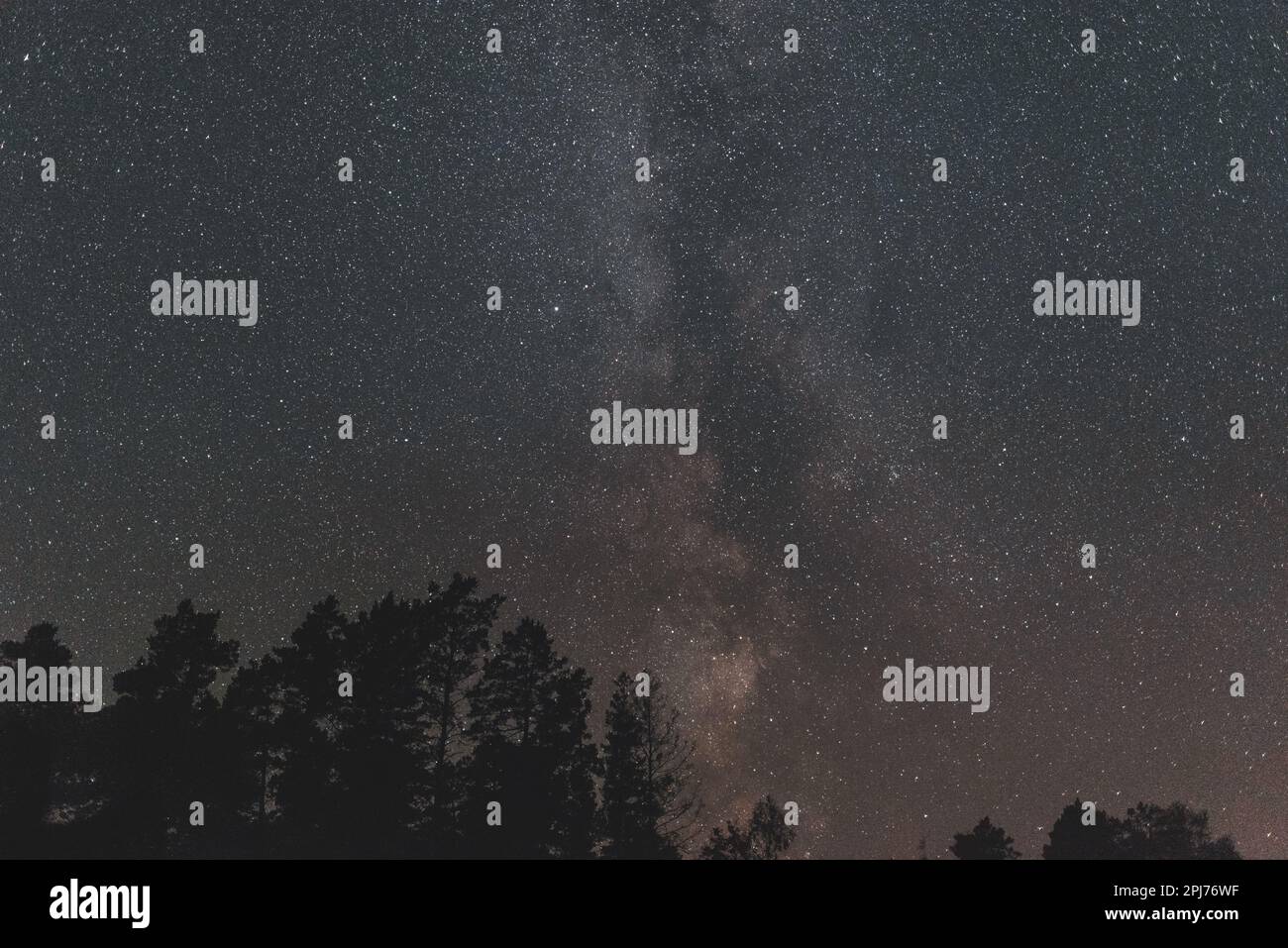 Milky way over the starry sky over the trees of the forest at night ...
