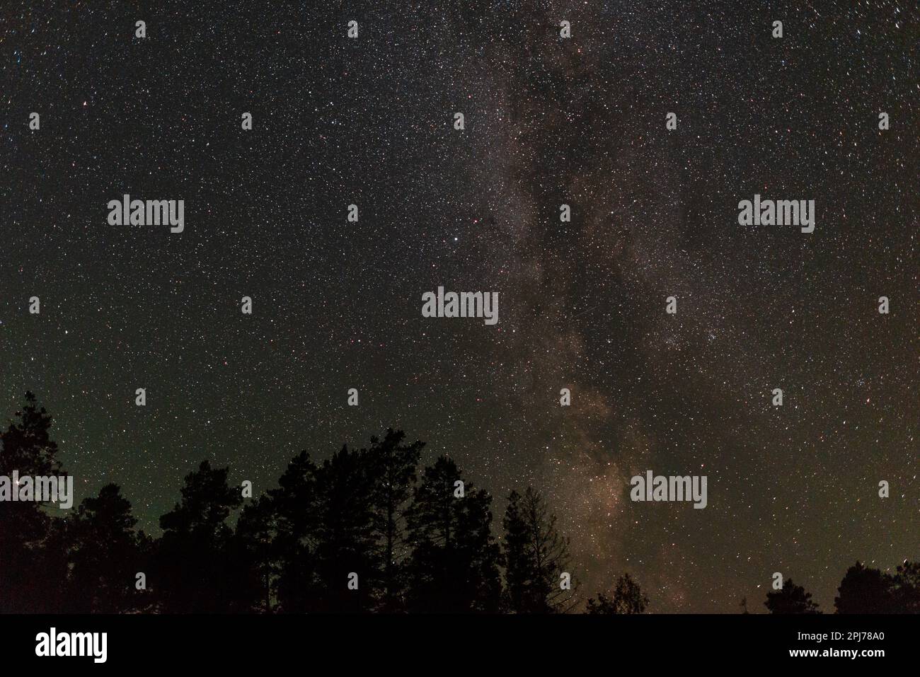 The Milky Way over the starry sky above the tops of the trees in the ...