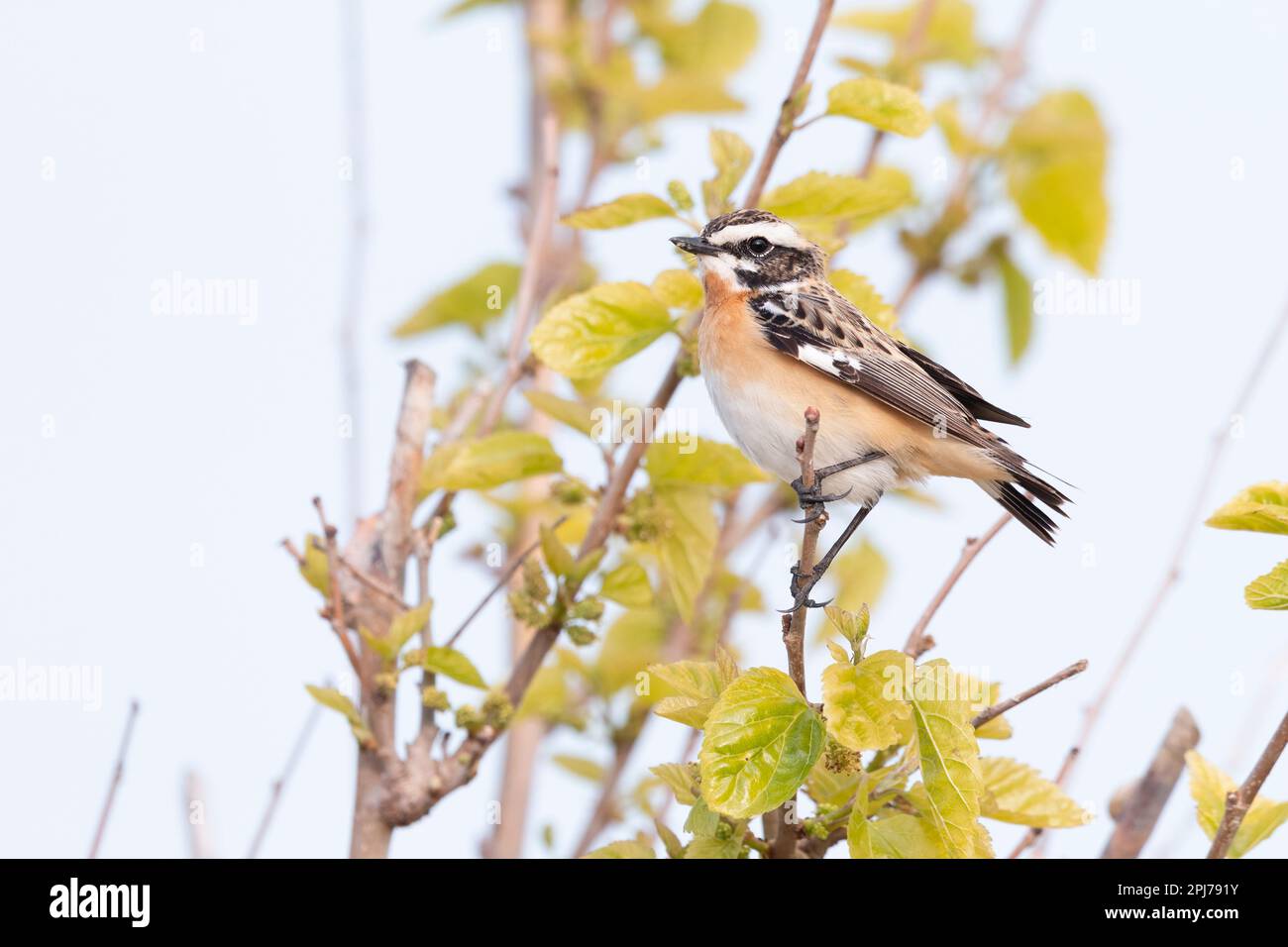 Adult whinchat hi-res stock photography and images - Alamy