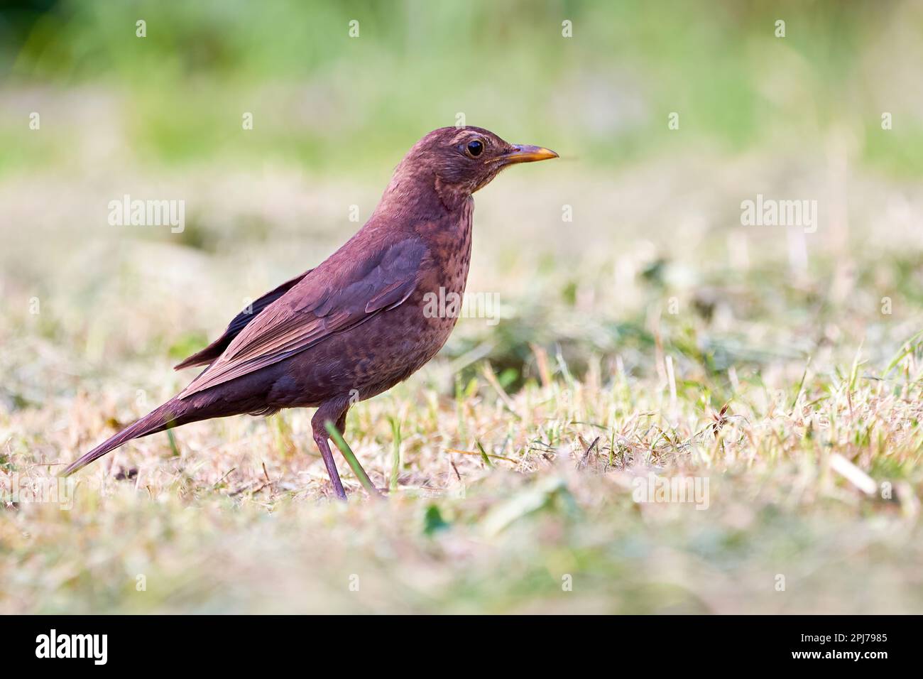 Common blackbird female (Turdus merula Stock Photo - Alamy