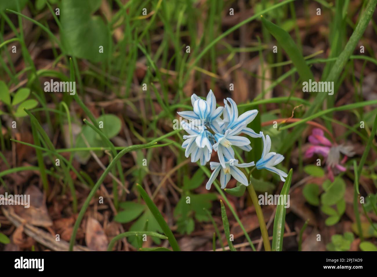 Puschkinia scilloides early spring bulbous flowers in bloom, small ...