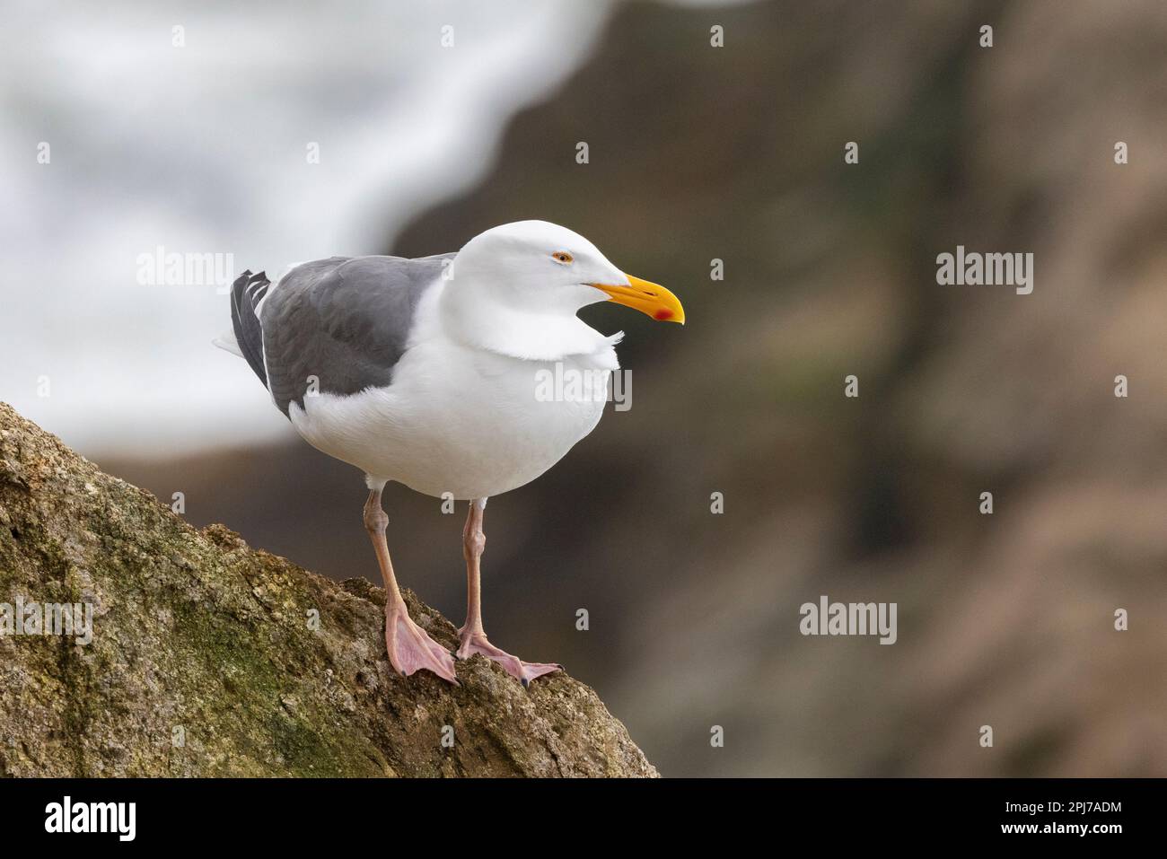 Western seagull larus occidentalis hi-res stock photography and images ...