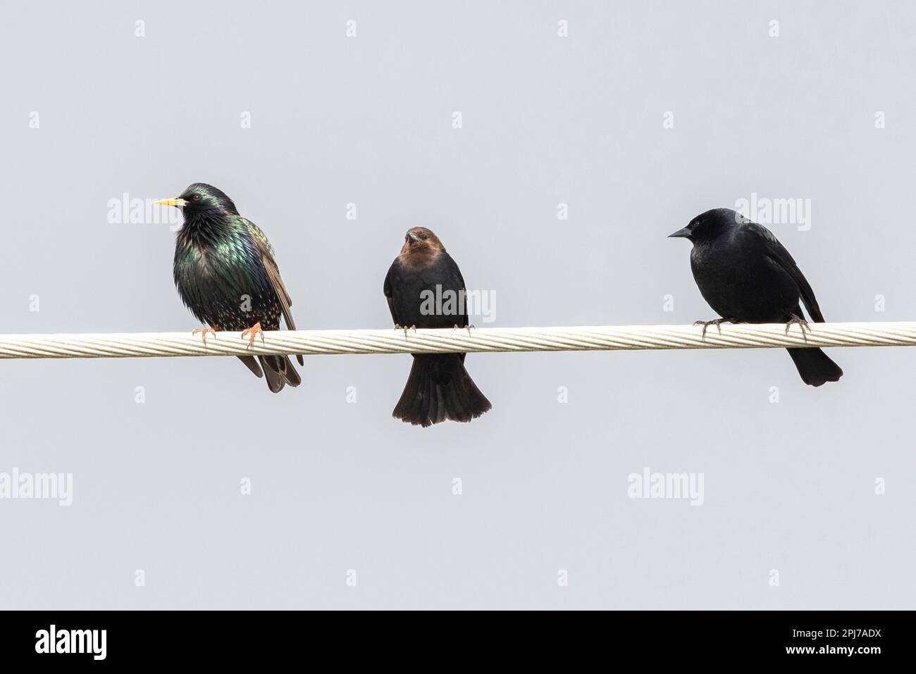 Starling species hi-res stock photography and images - Alamy