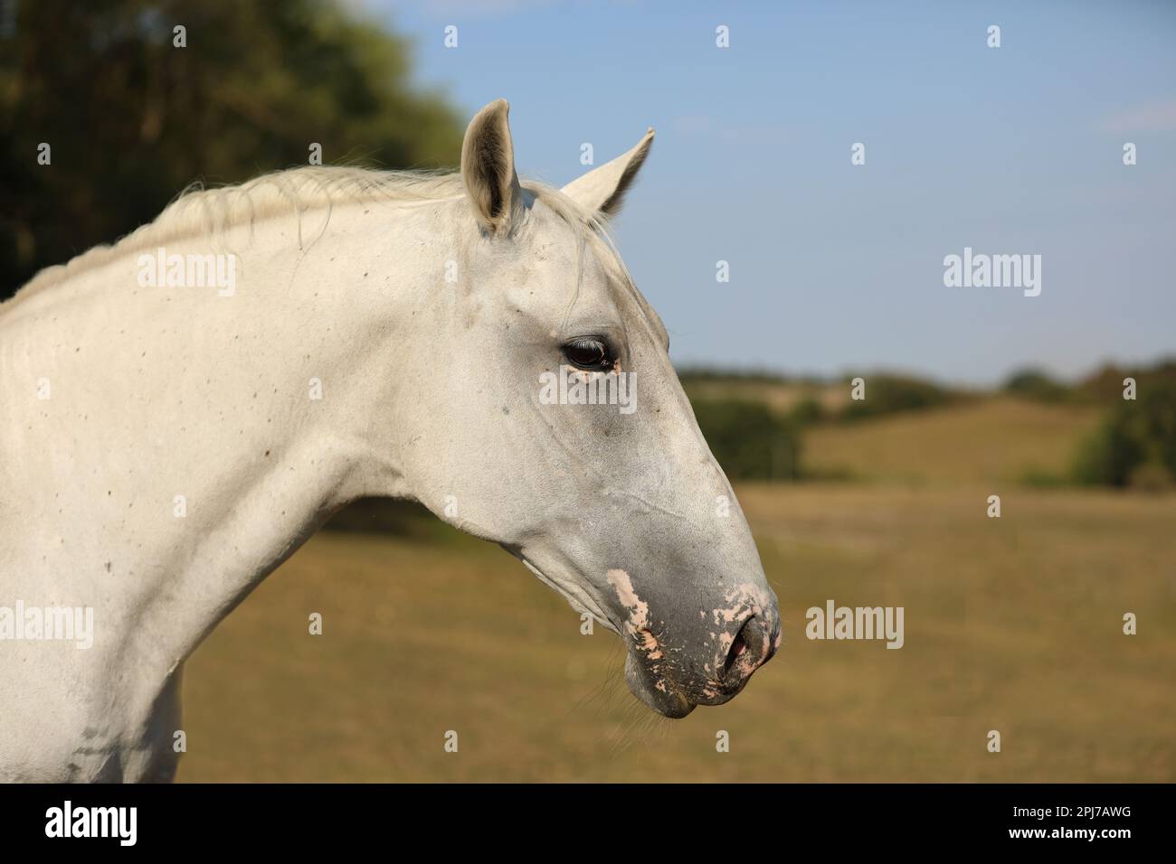 White mare hi-res stock photography and images - Alamy