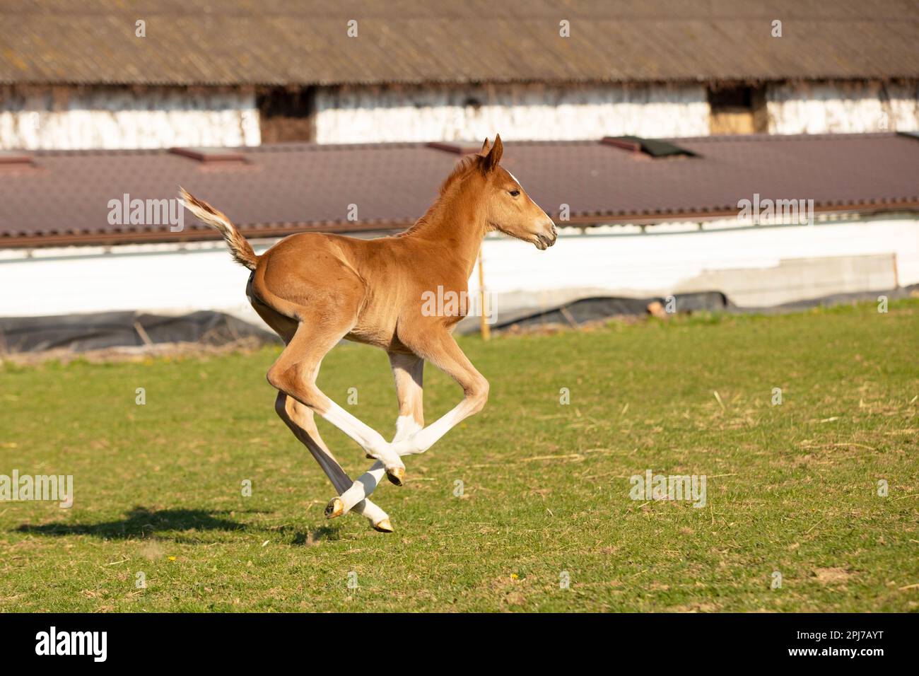 Newborn foal of sport horse galloping on pasture for the first time ...