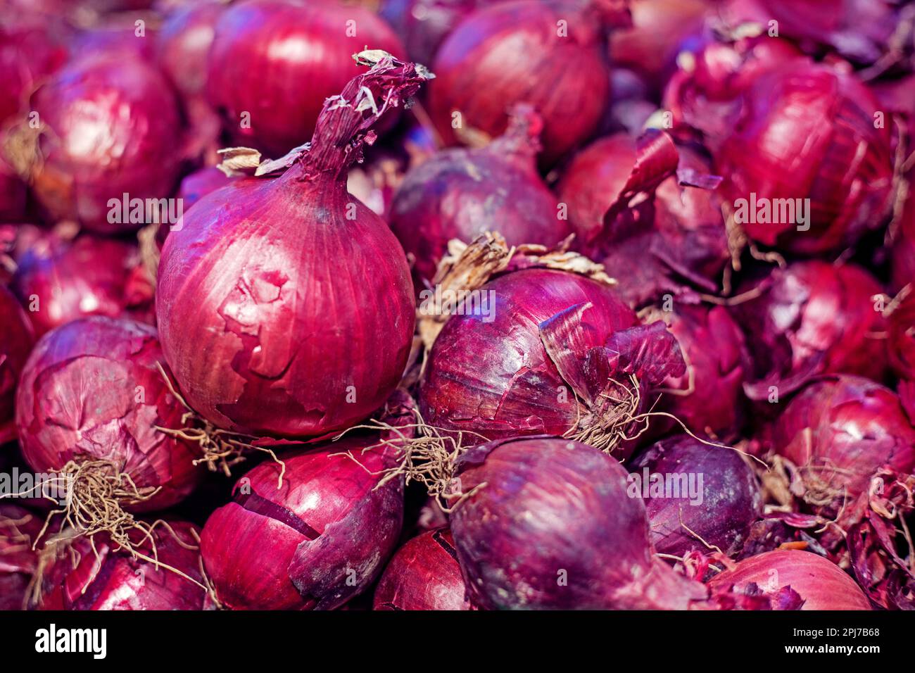 background of ripe red onions close-up. Organic onion top view. food ...