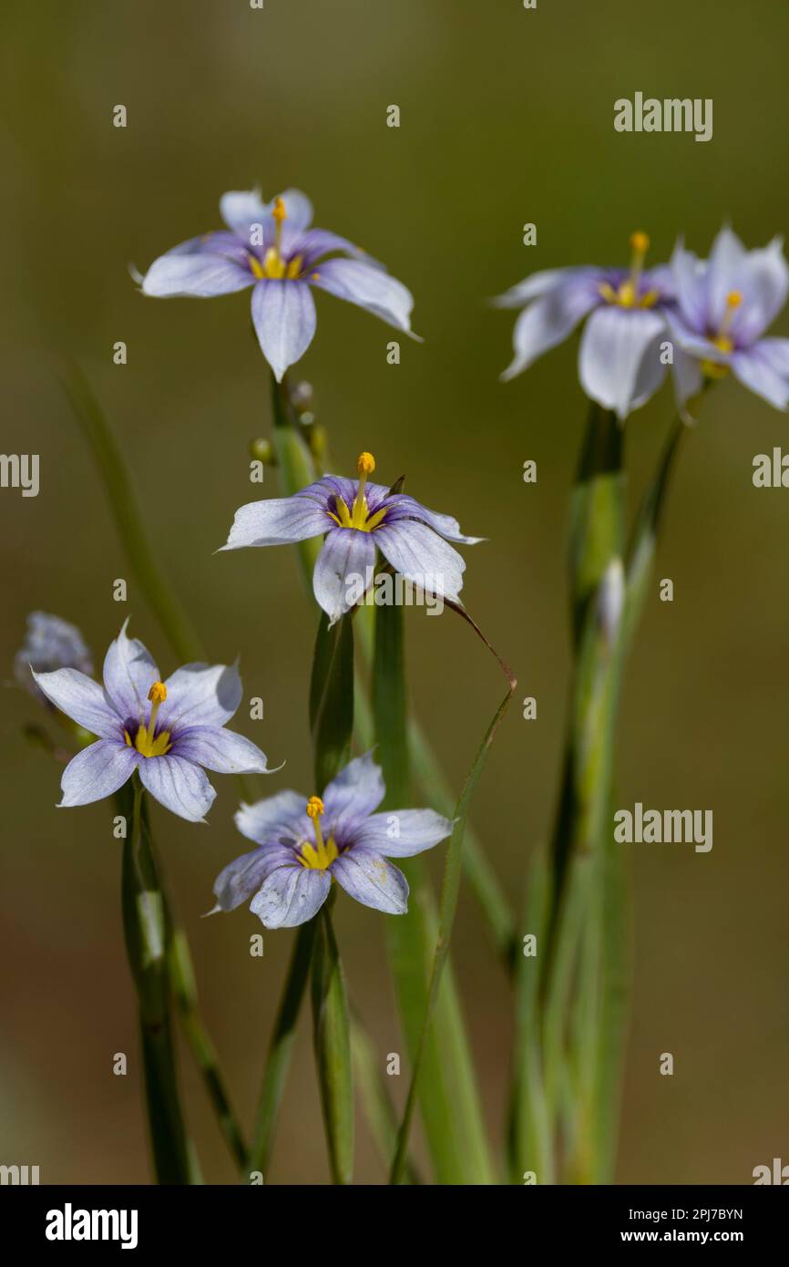 Blue-eyed Grass, Sisyrinchium bellum Stock Photo - Alamy