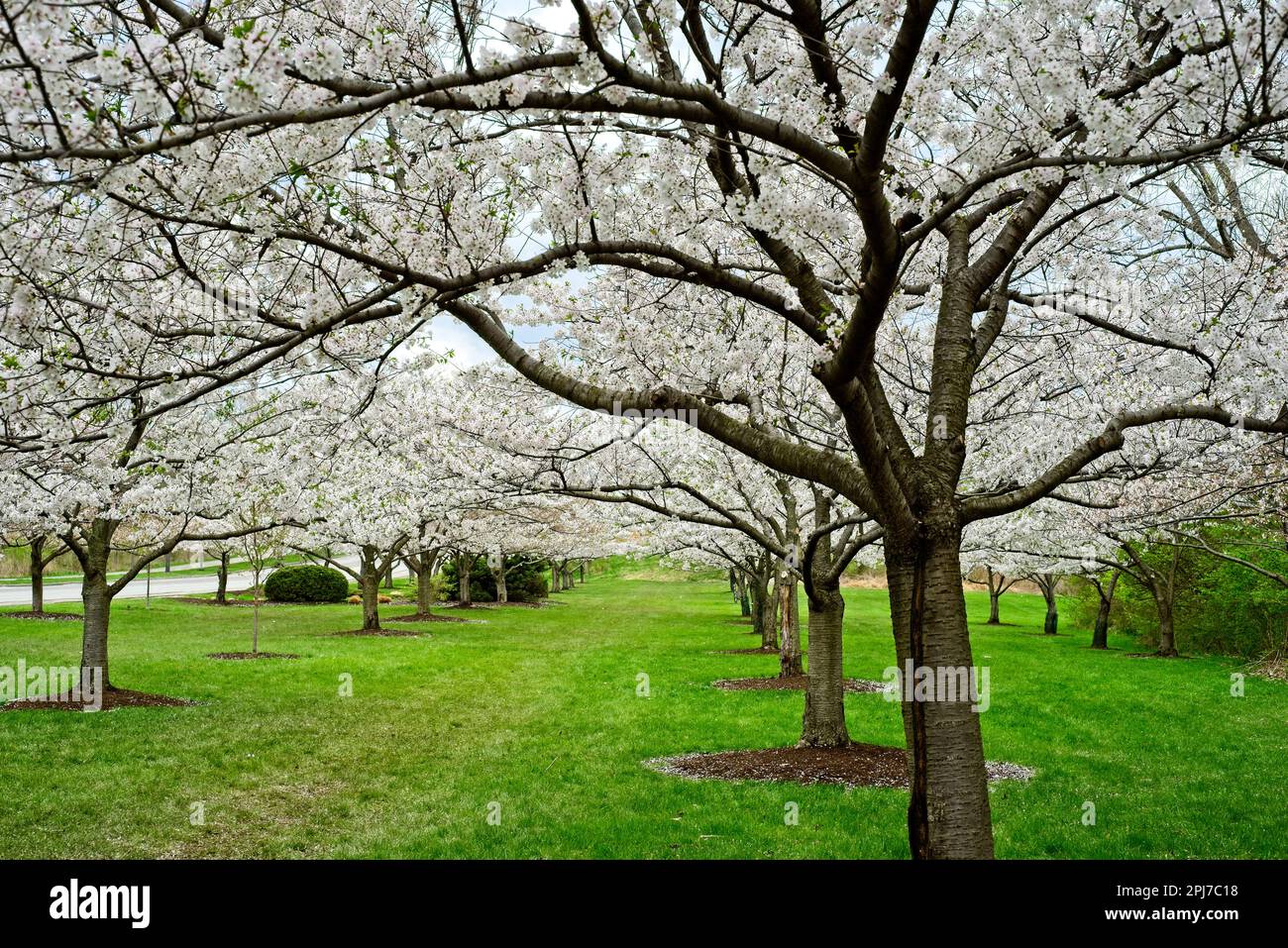 Rows of cherry trees in an orchard in spring hi-res stock photography ...