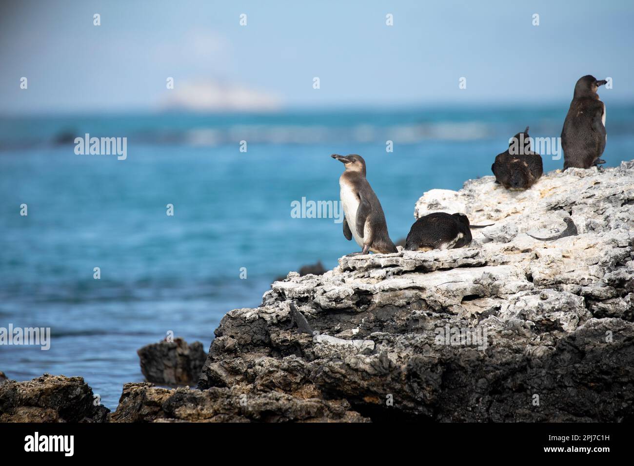 Galapagos Penguins, Spheniscus mendiculus Stock Photo - Alamy