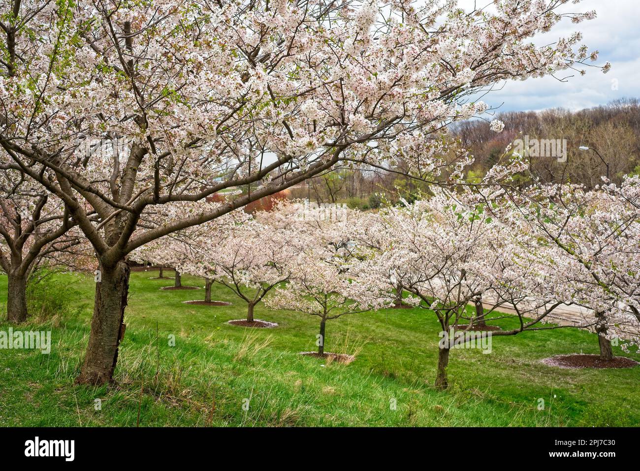 Trees on a small hillside in a Cleveland Ohio park are covered in ...