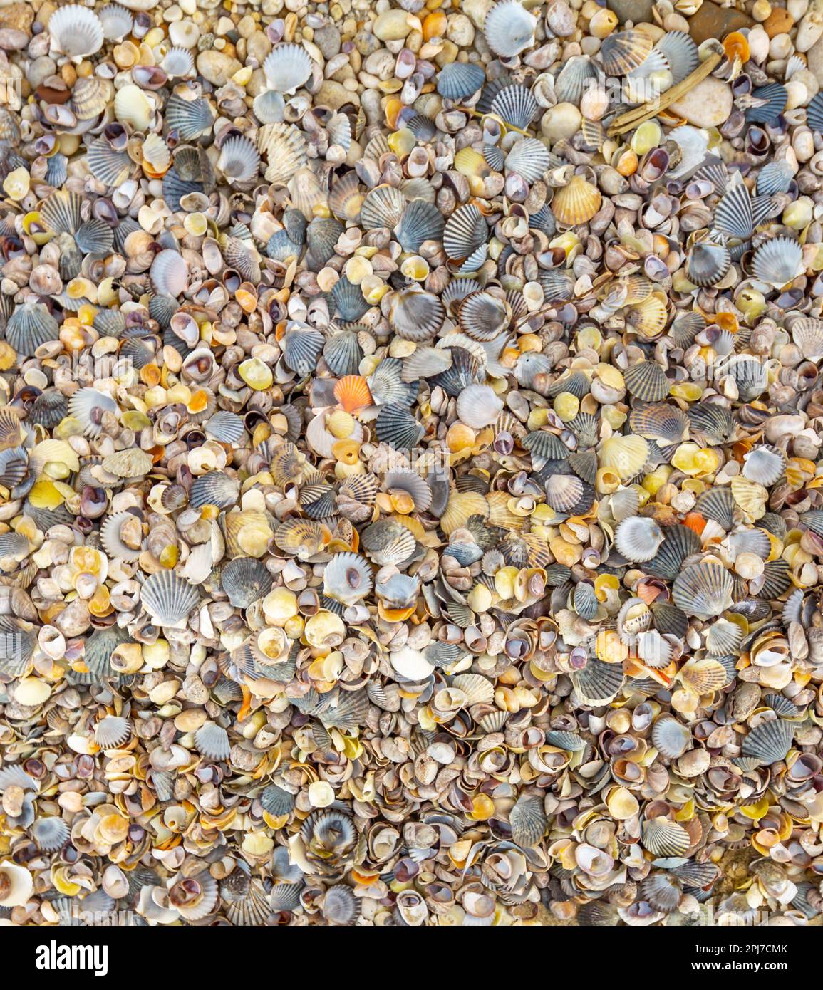 a collection of shells on a beach in sag harbor, ny Stock Photo - Alamy
