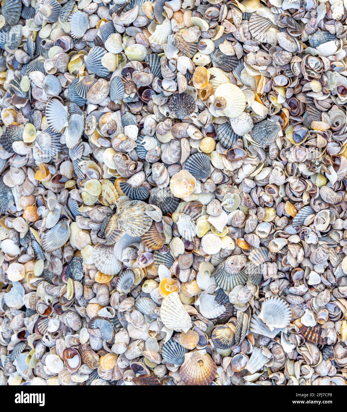 Solid shells hi-res stock photography and images - Alamy