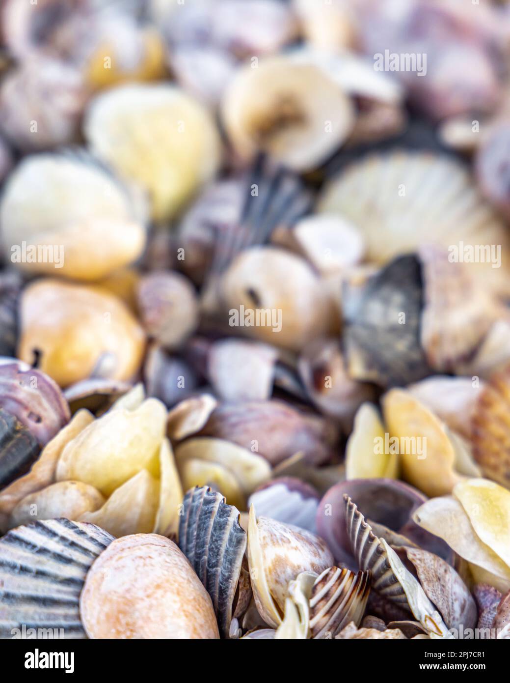 a collection of shells on a beach in sag harbor, ny Stock Photo - Alamy
