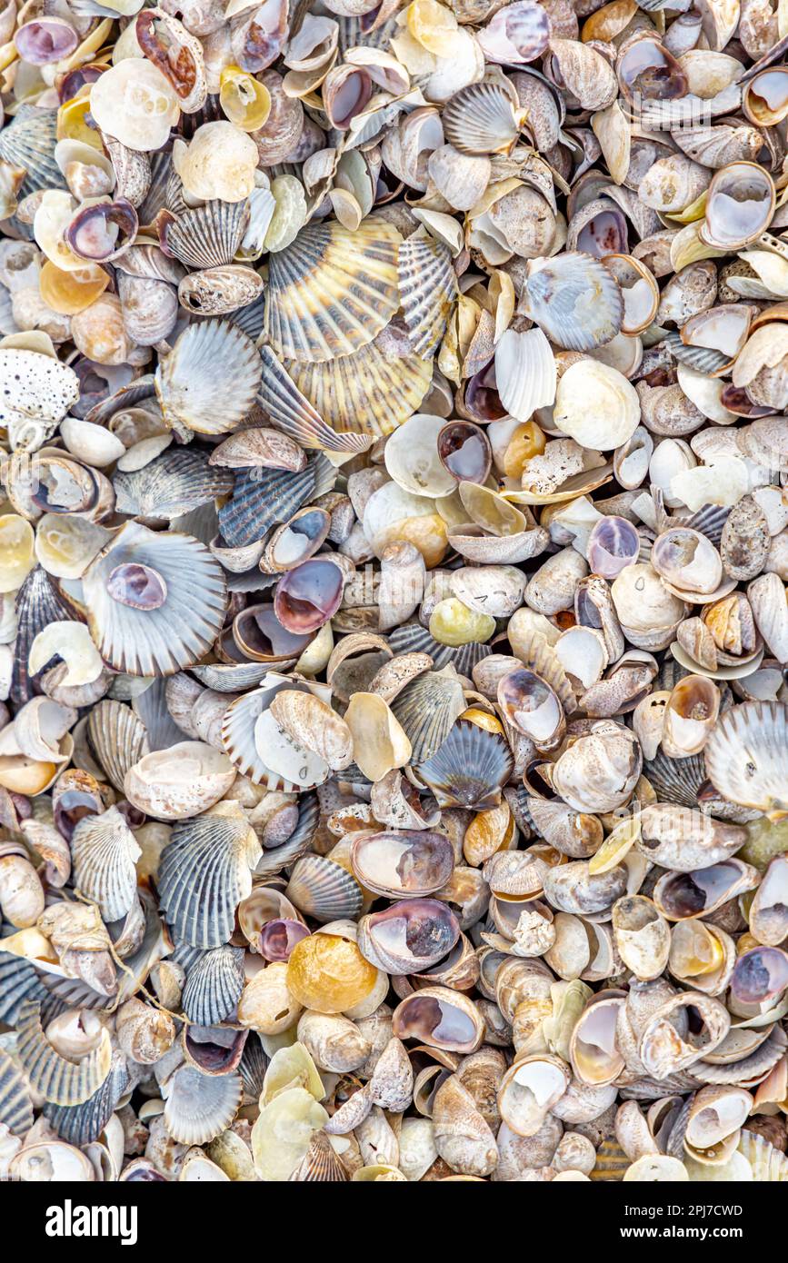 a collection of shells on a beach in sag harbor, ny Stock Photo - Alamy