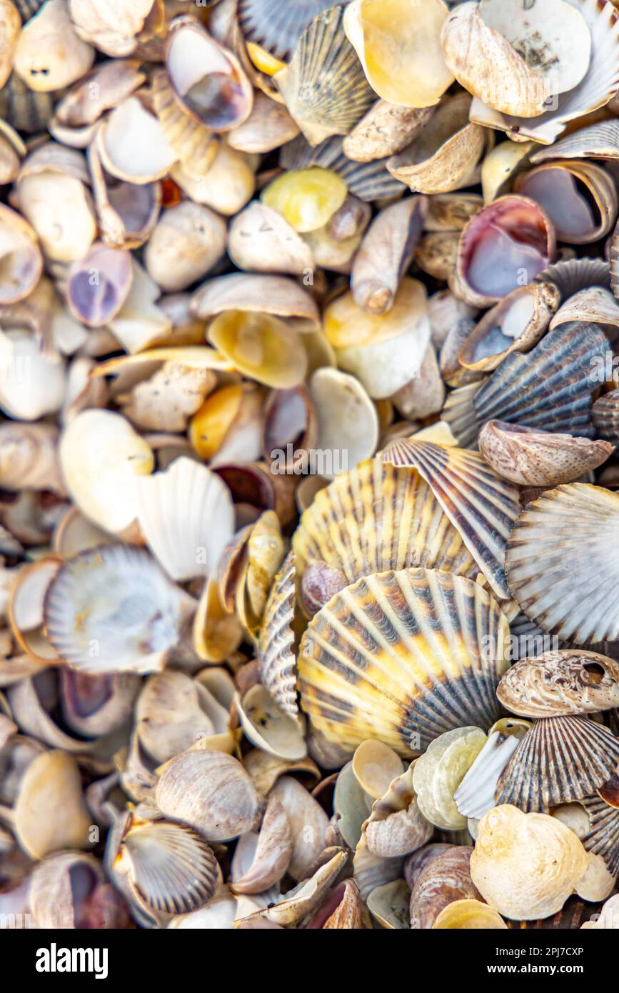 a collection of shells on a beach in sag harbor, ny Stock Photo - Alamy
