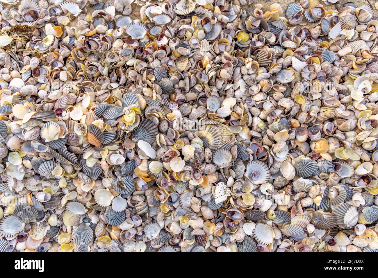 a collection of shells on a beach in sag harbor, ny Stock Photo - Alamy