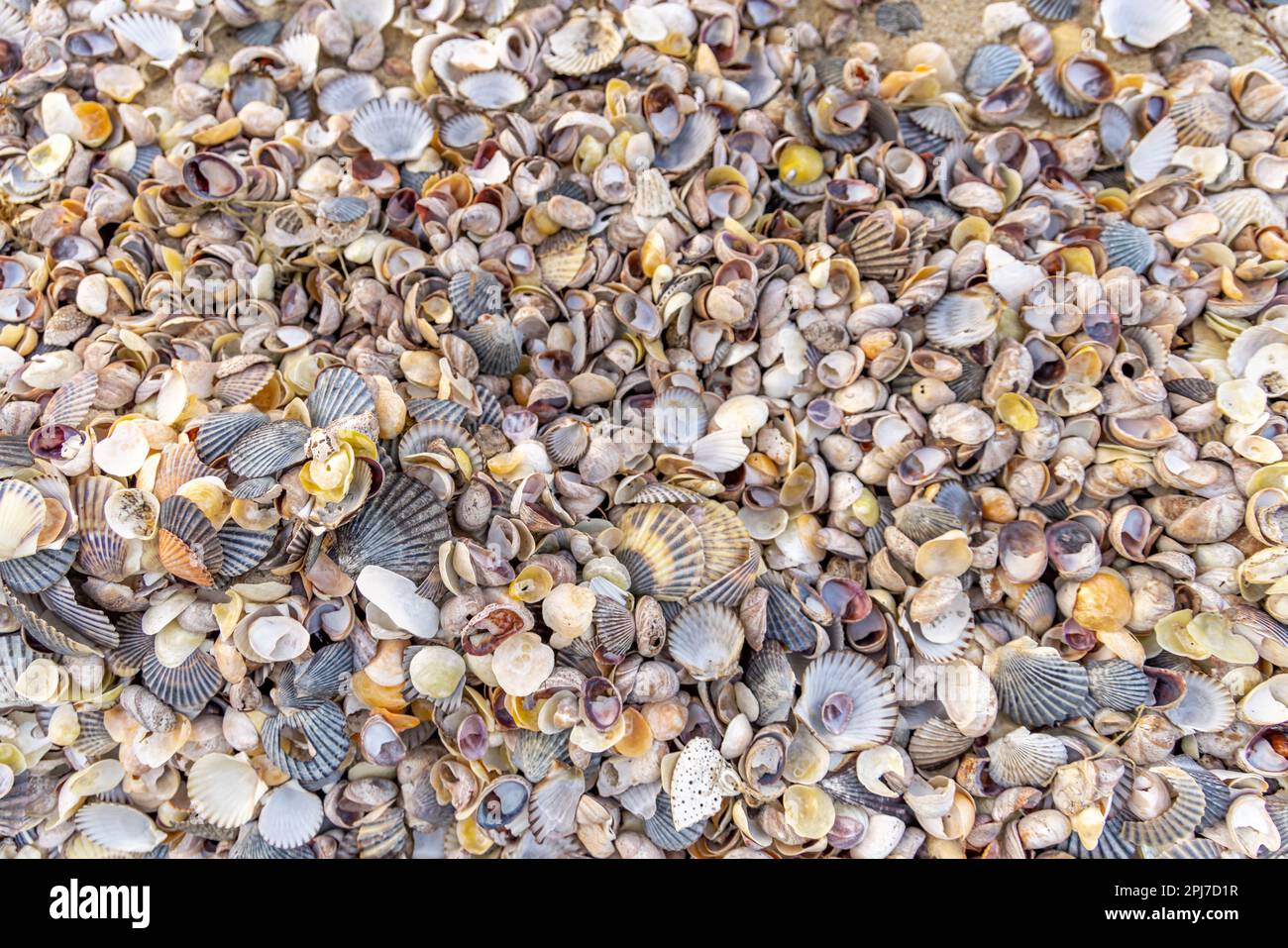 a collection of shells on a beach in sag harbor, ny Stock Photo - Alamy