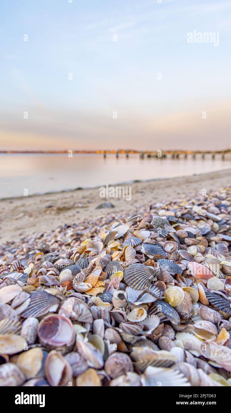 an abundant amount of shells on a sag harbor coast line Stock Photo - Alamy
