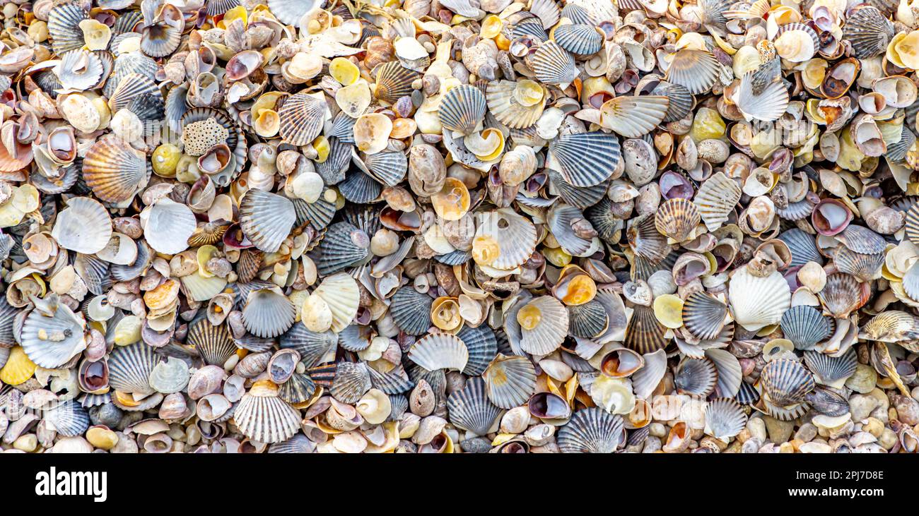 a collection of shells on a beach in sag harbor, ny Stock Photo - Alamy