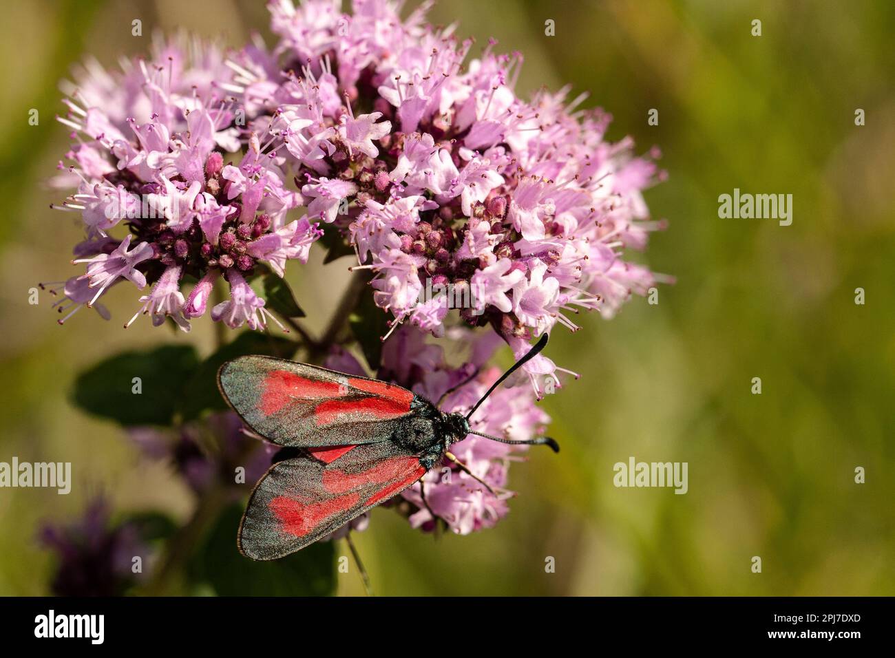 Thyme ramshorn hi-res stock photography and images - Alamy