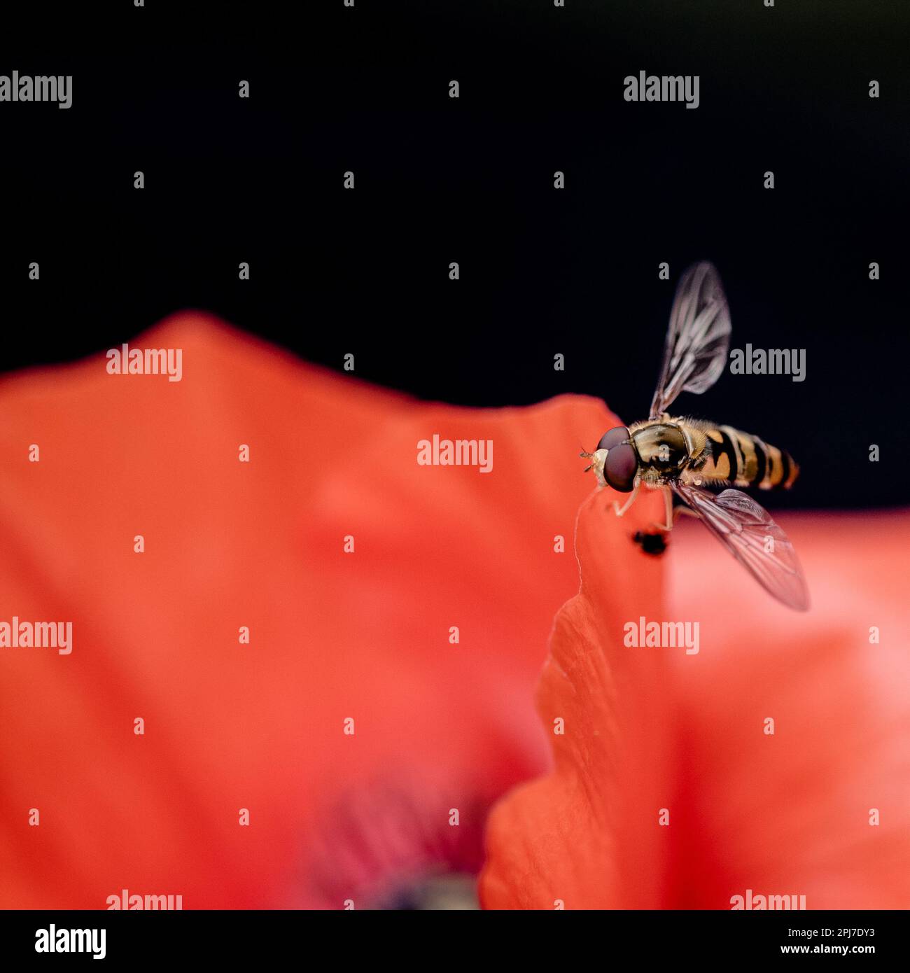 A hoverfly is approaching a red poppy flower Stock Photo - Alamy