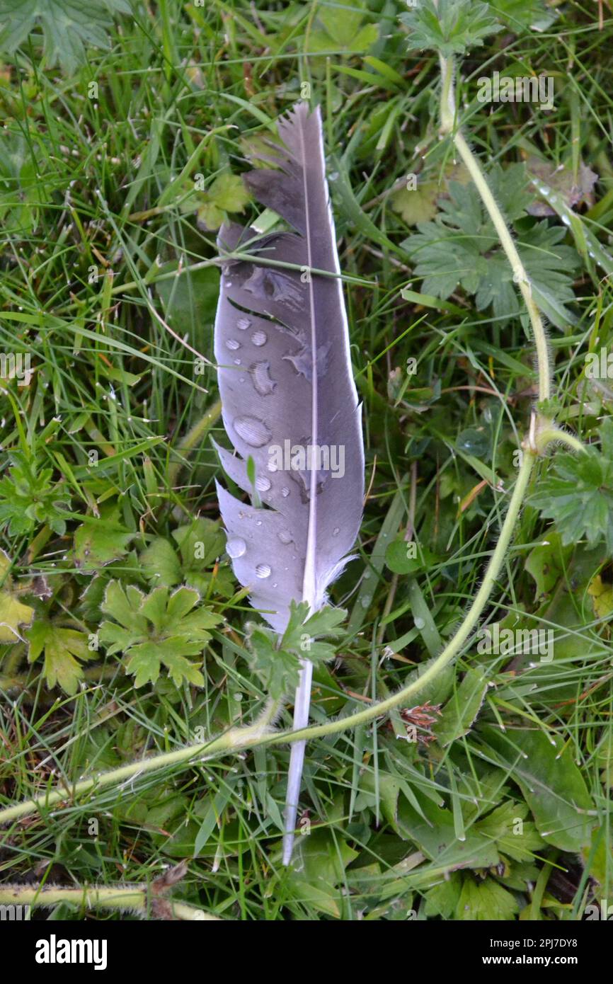 Birds Feather Laying On Wet Grass And With Rain Drops On It - Green ...
