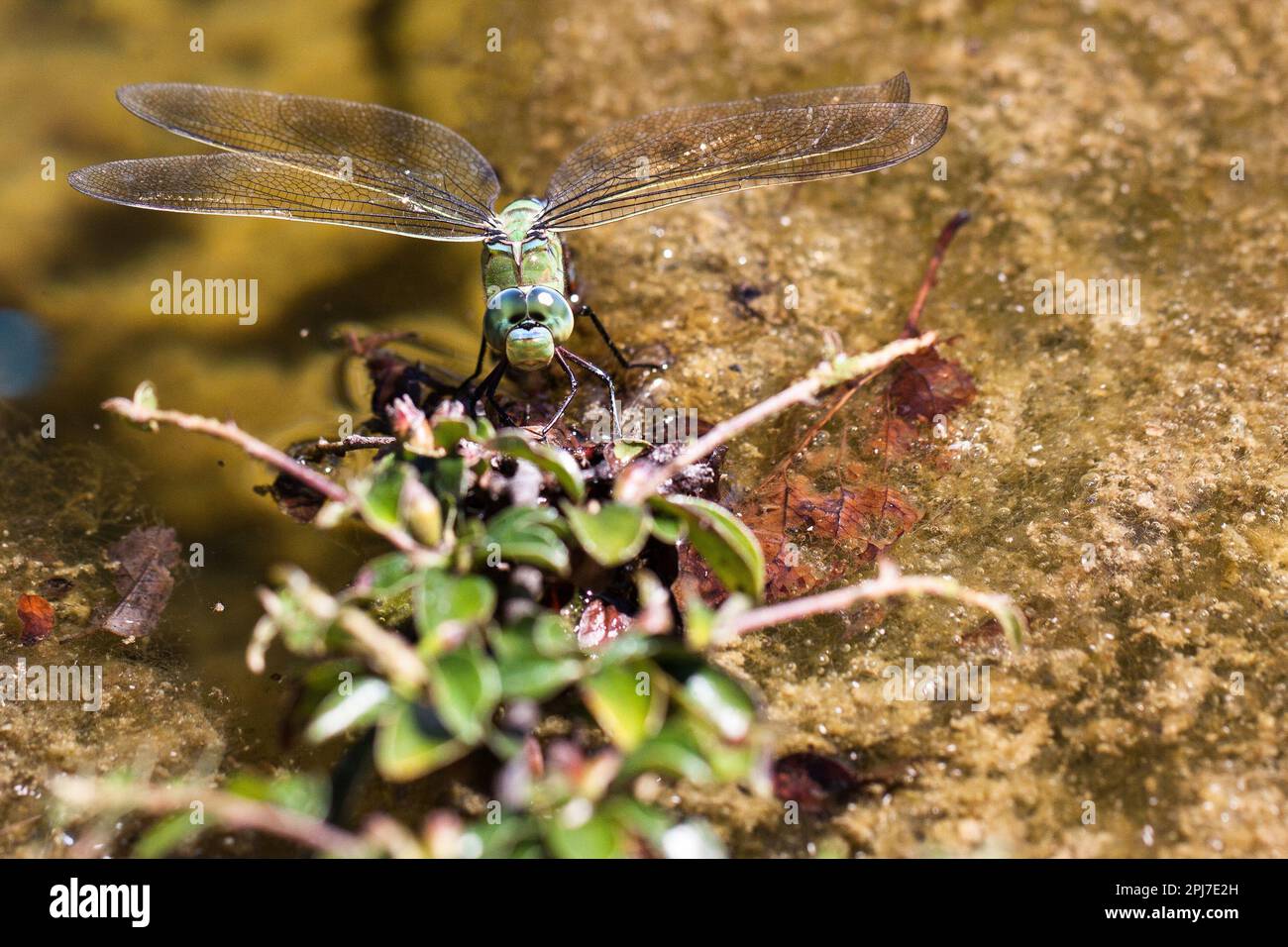 A mosaic darners sits on a plant above the water Stock Photo - Alamy