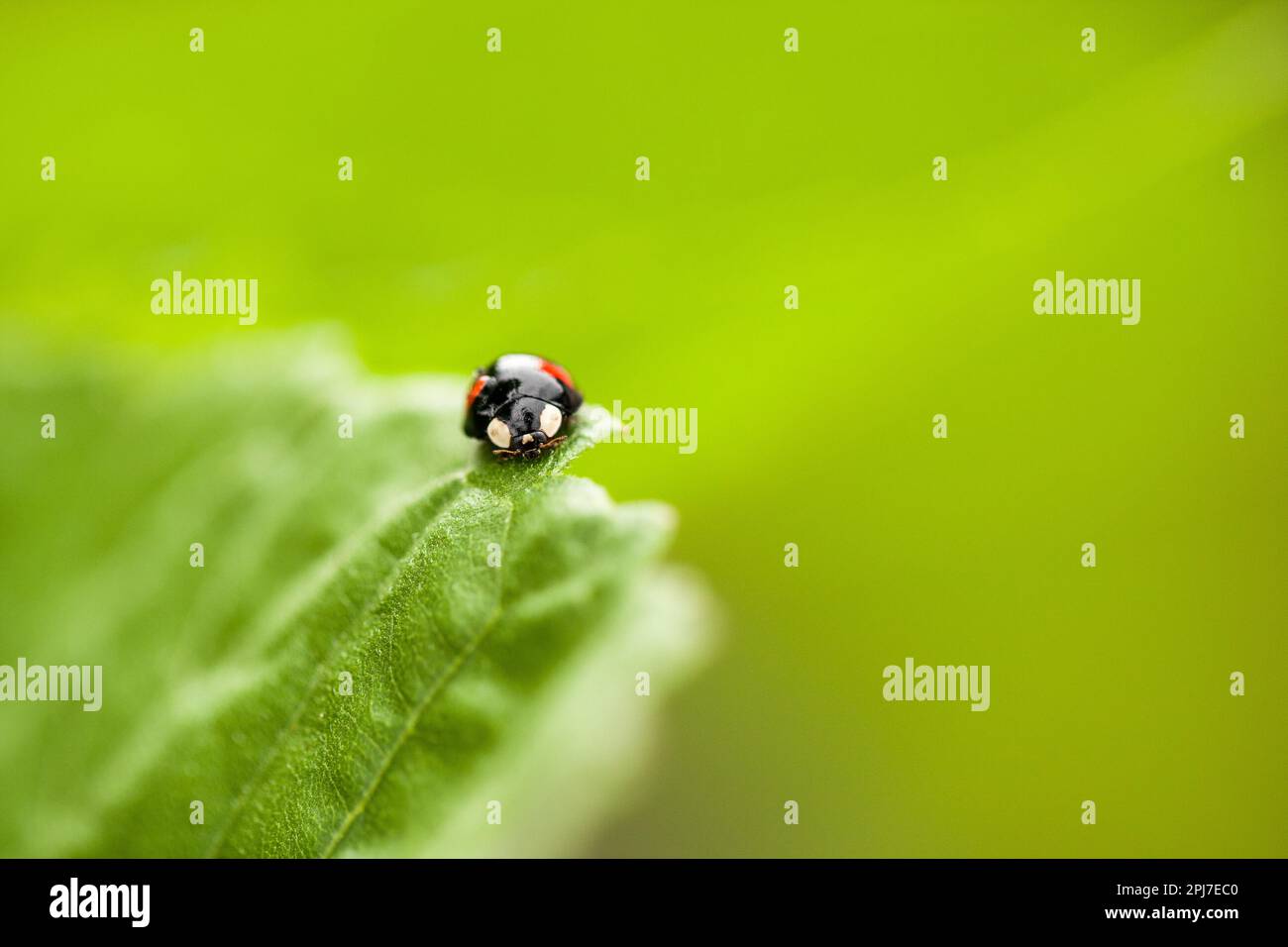 A ladybird runs along the edge of a leaf Stock Photo - Alamy
