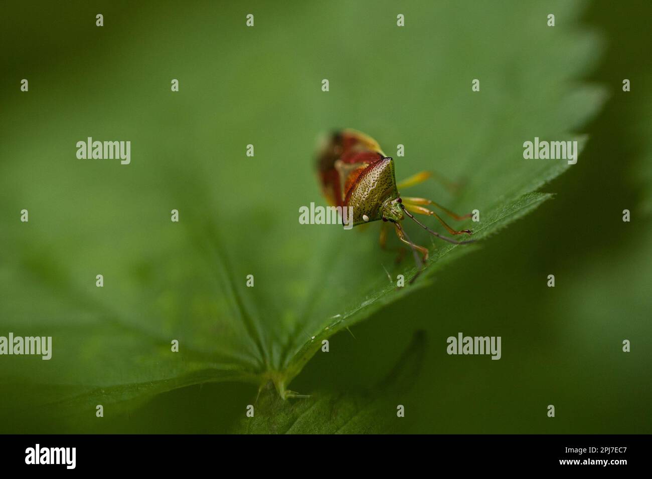 Red bug with black dots on a green garden hi-res stock photography and ...