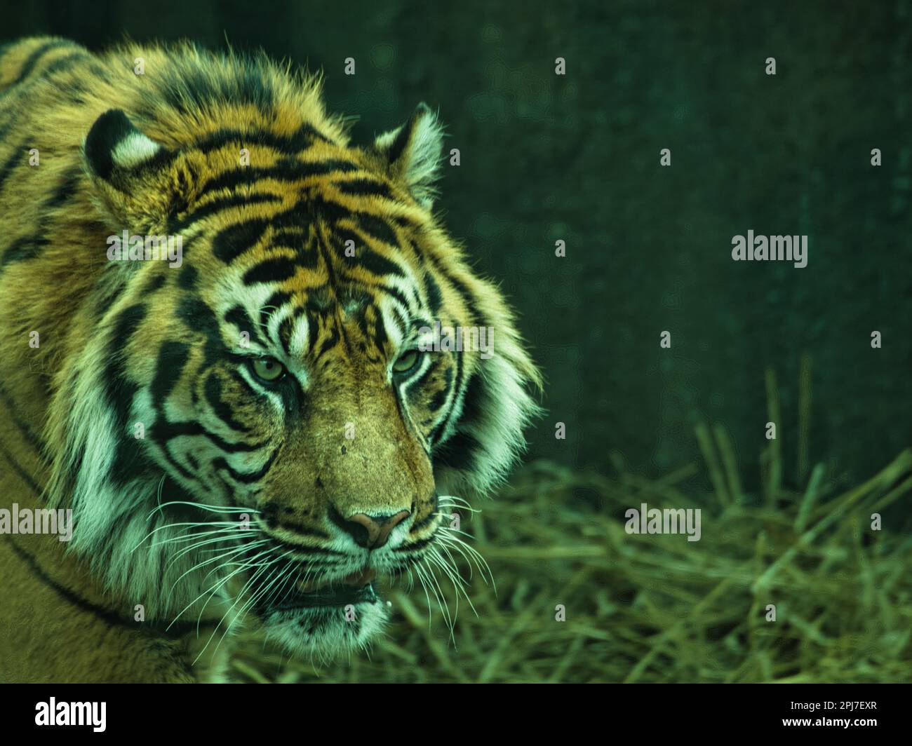Large orange and black Sumatran Tiger at the Topeka Zoo on a cool ...