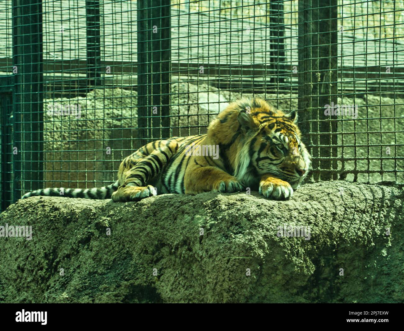 Large orange and black Sumatran Tiger at the Topeka Zoo on a cool ...