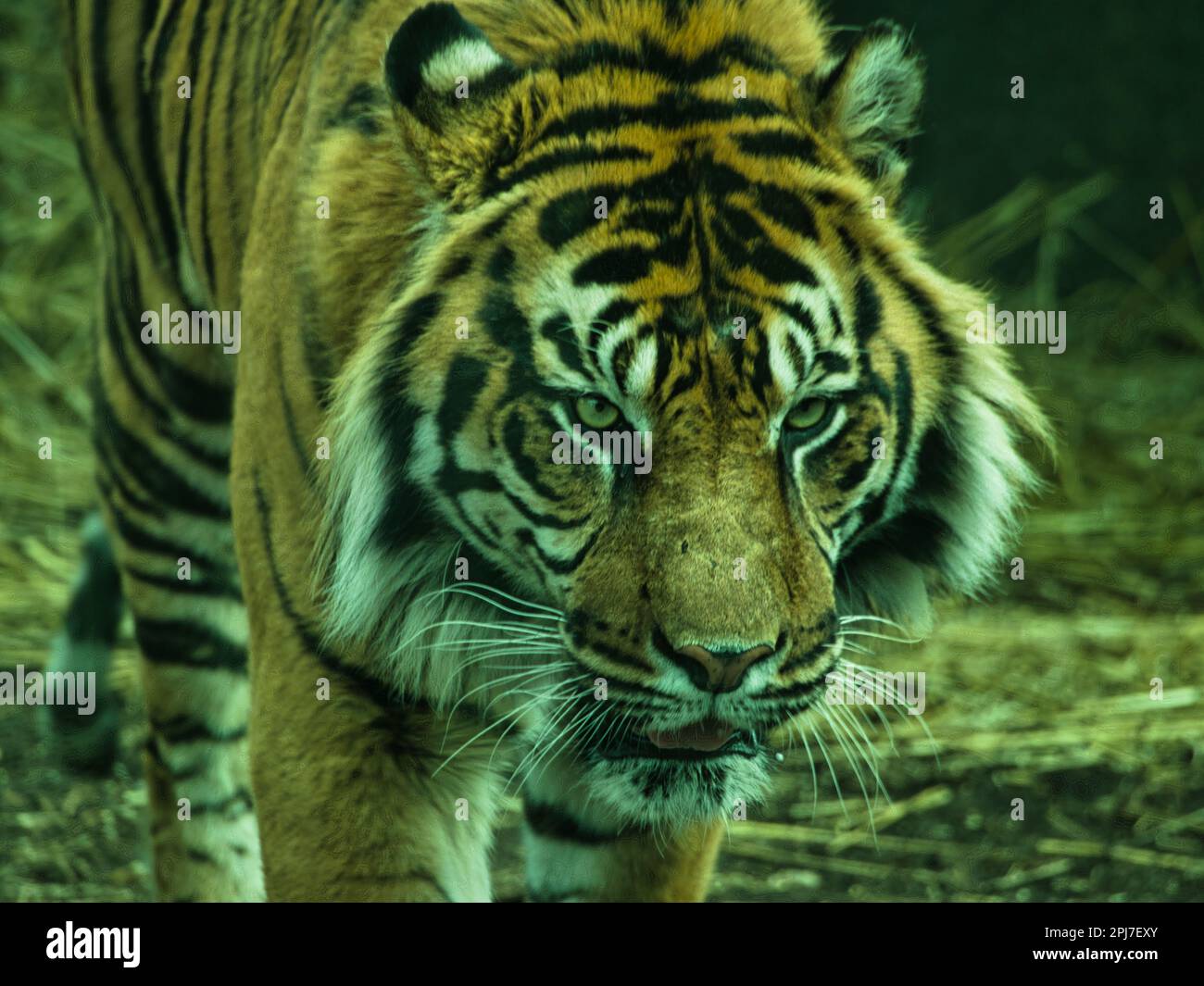 Large orange and black Sumatran Tiger at the Topeka Zoo on a cool ...