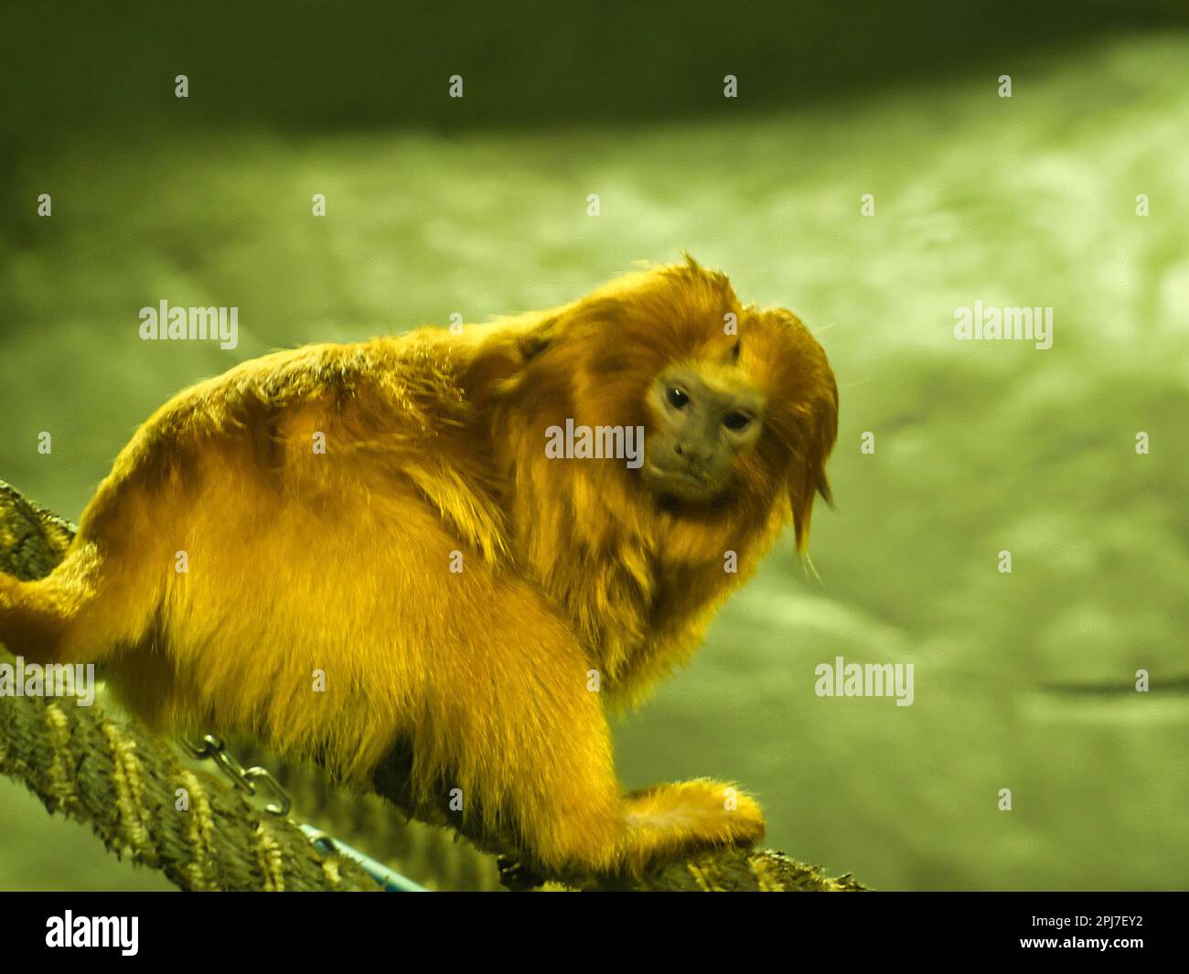 Golden Lion Tamarin sitting on a branch watching at the Topeka Zoo in ...