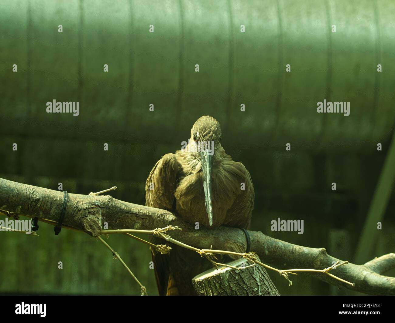 Hamerkop on branch hi-res stock photography and images - Alamy
