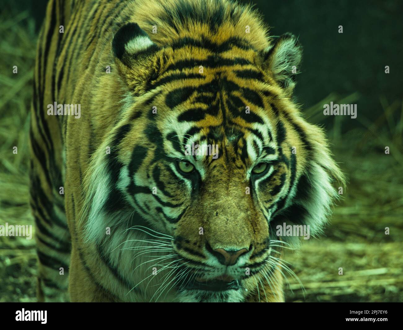 Large orange and black Sumatran Tiger at the Topeka Zoo on a cool ...