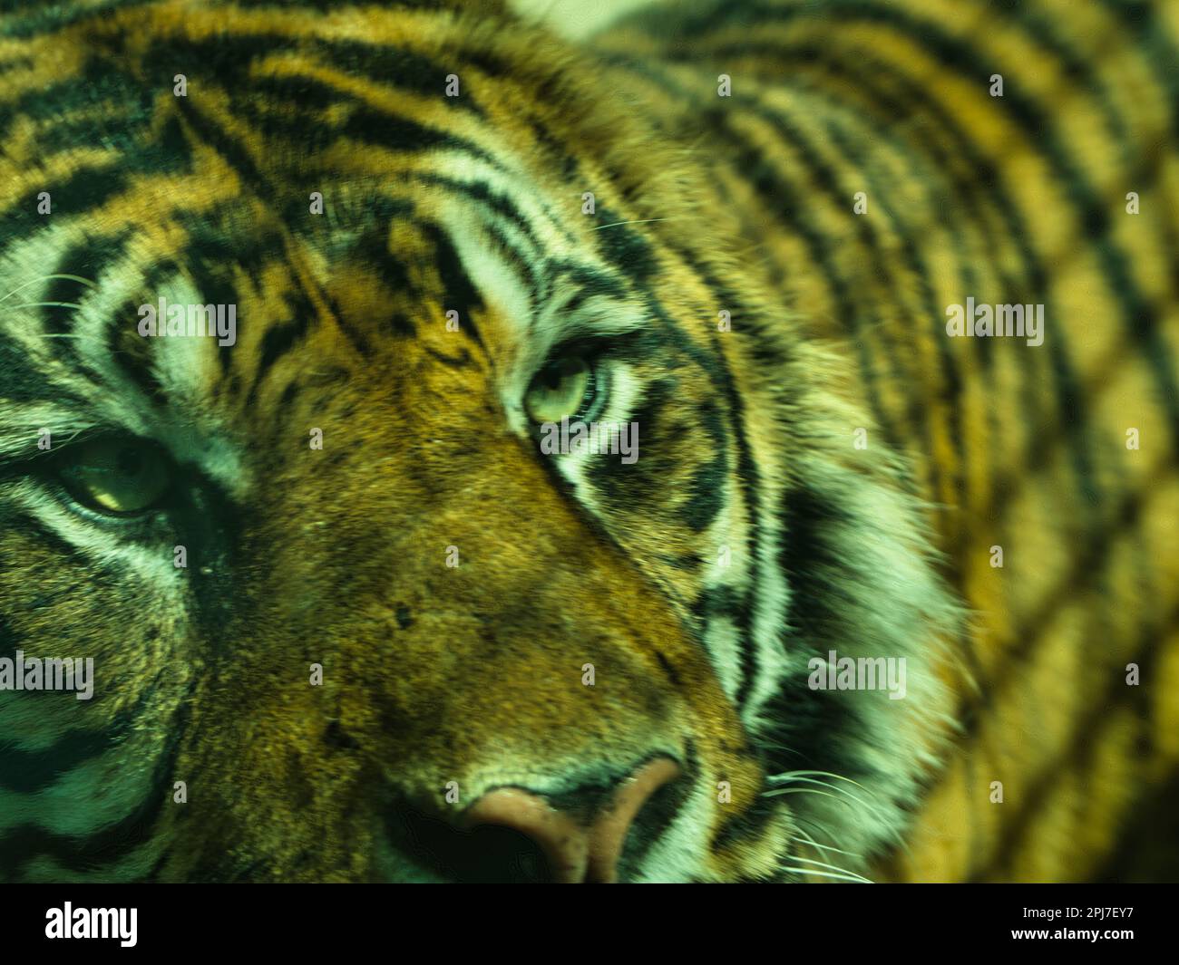 Large orange and black Sumatran Tiger at the Topeka Zoo on a cool ...