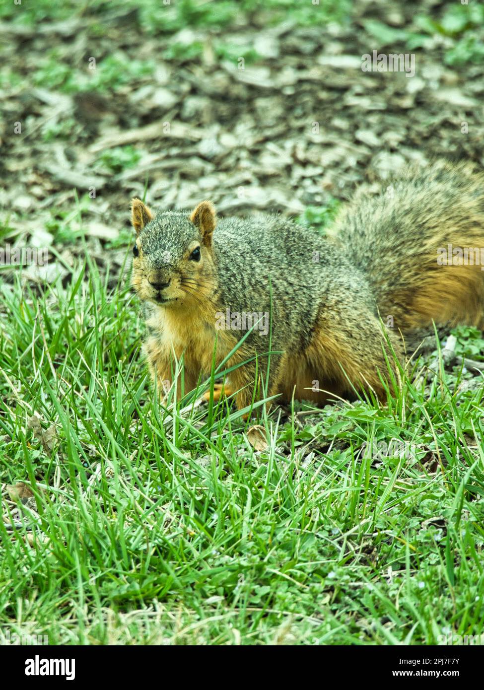 Many animals would like to break out of the zoo. This Gray Squirrel ...