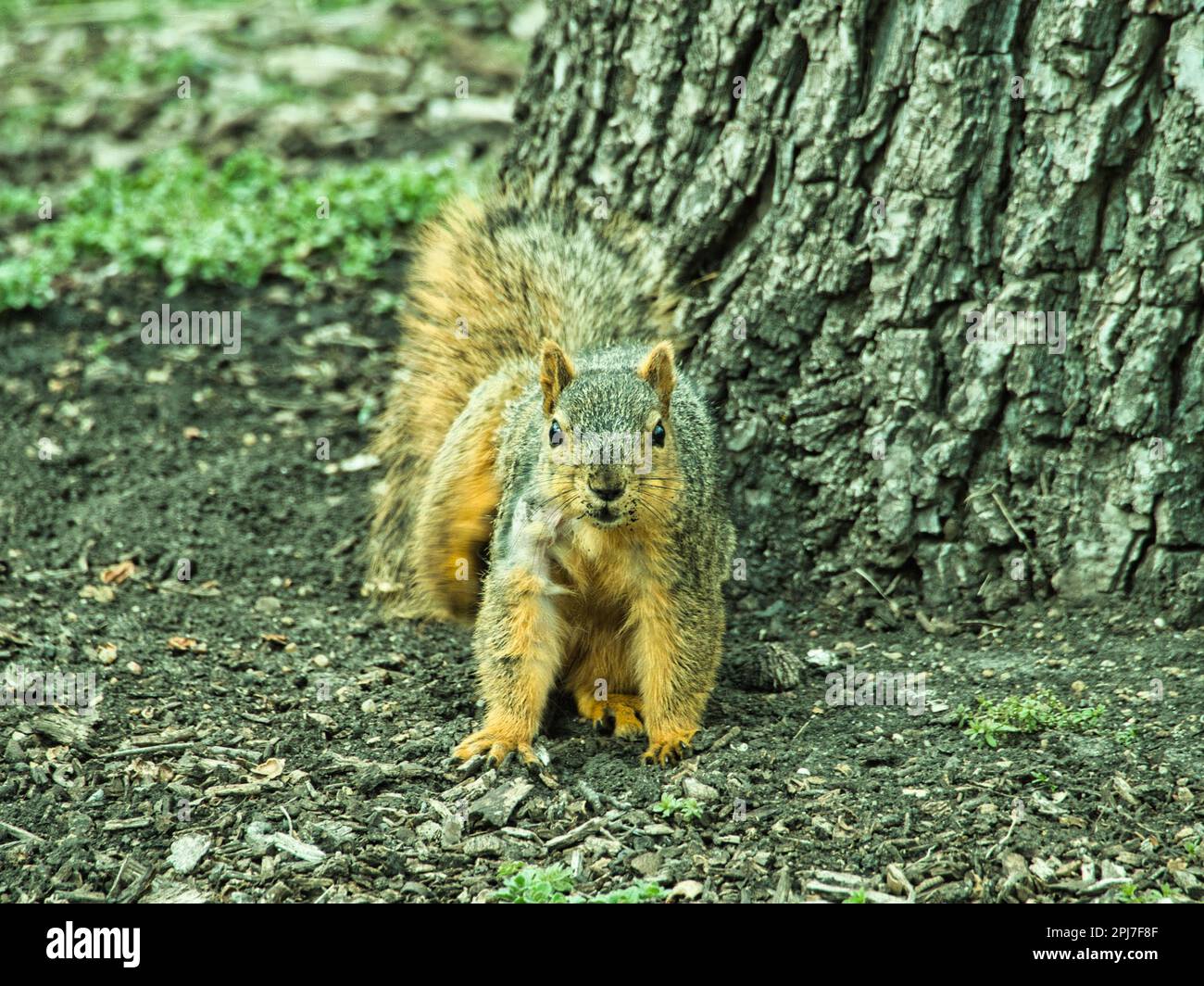 Overpopulated animals hi-res stock photography and images - Alamy