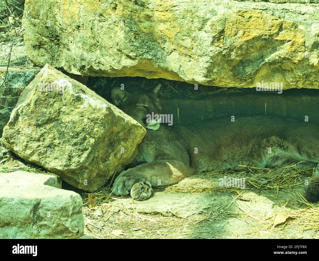 Deadly Puma taking a nap under a rock at the Topeka Zoo. These animals ...