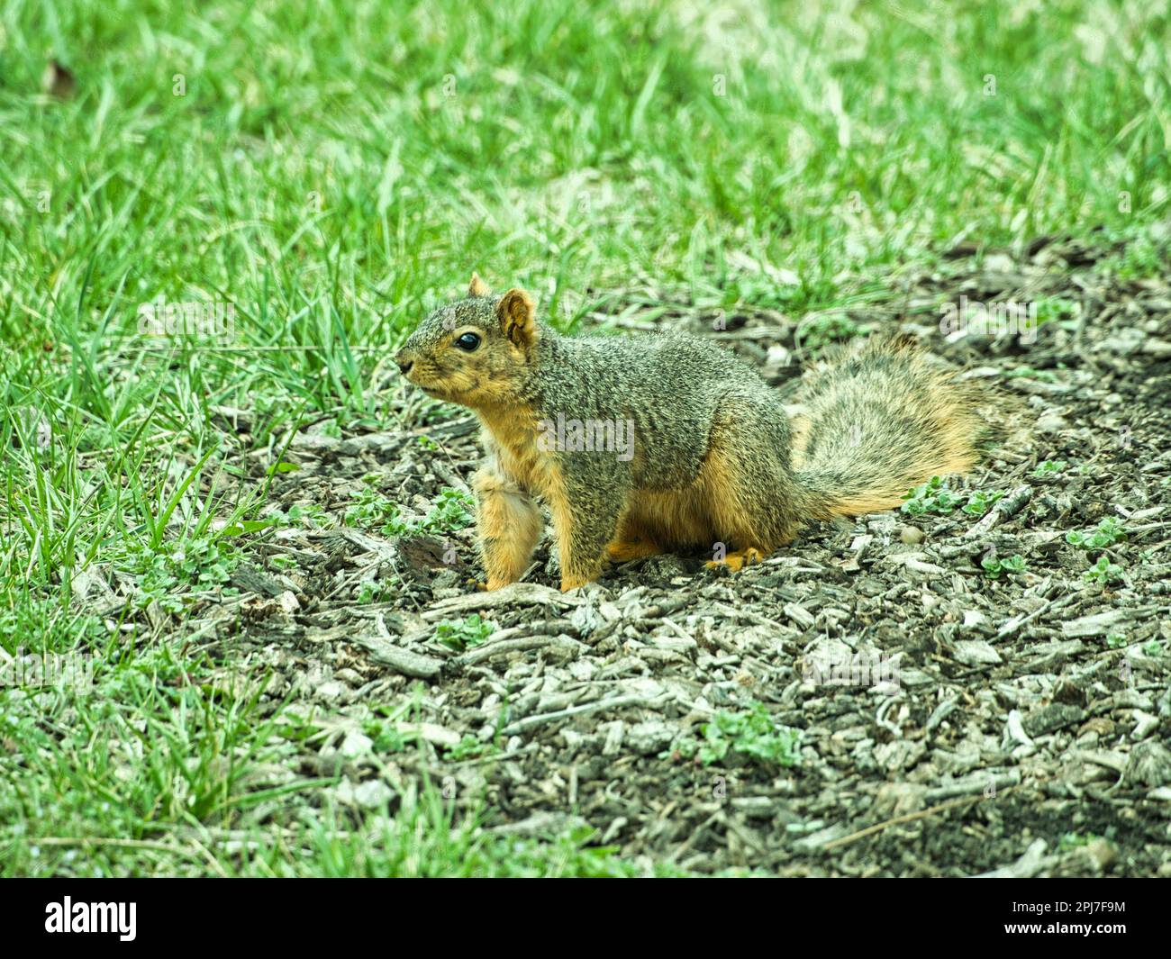 Overpopulated animal hi-res stock photography and images - Alamy