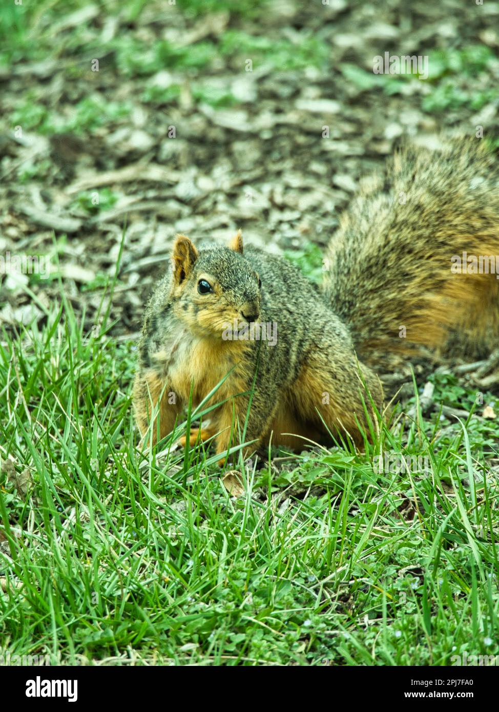 Overpopulated animal hi-res stock photography and images - Alamy
