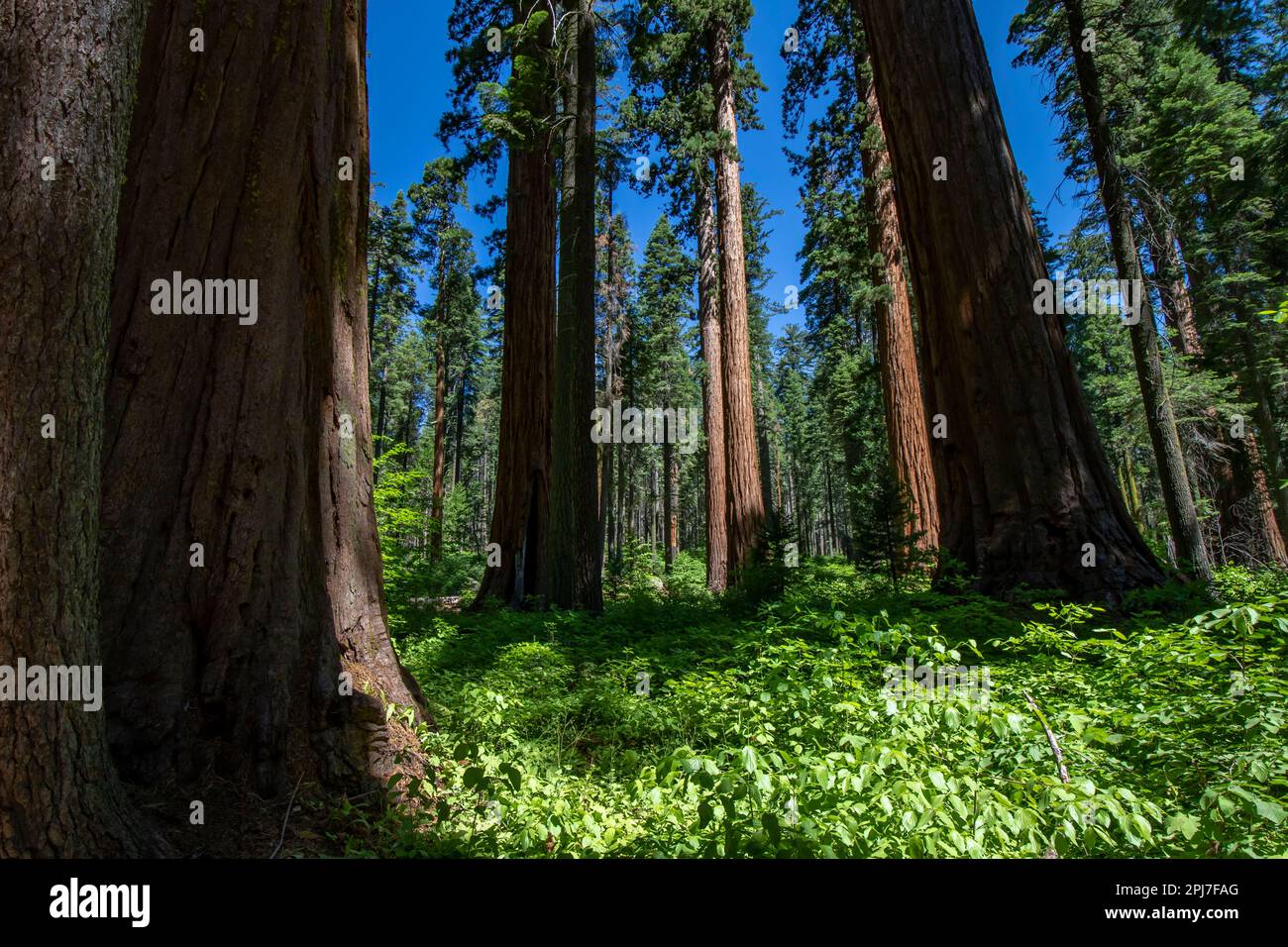 Sequoiadendron giganteum california hi-res stock photography and images ...